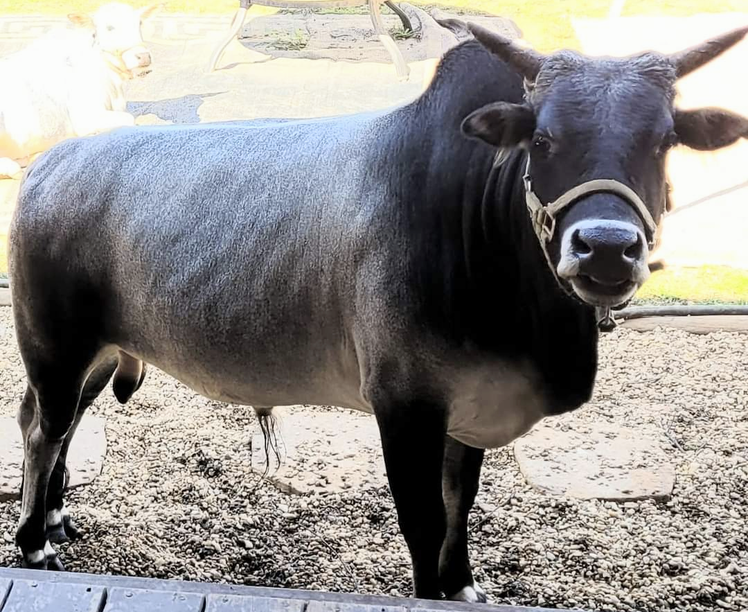 Meet the Herd – Holloway zebu farm