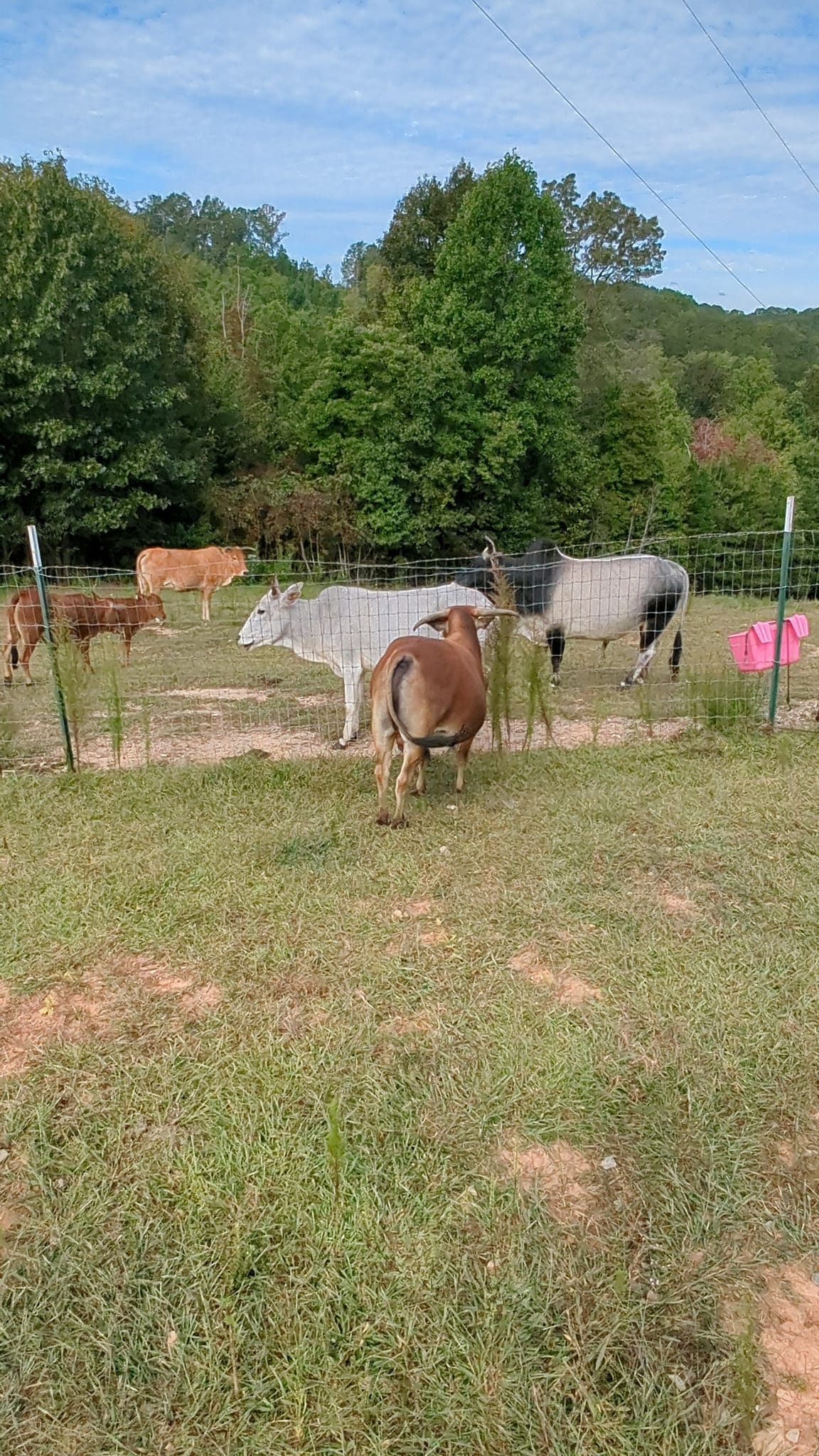 About – Holloway zebu farm